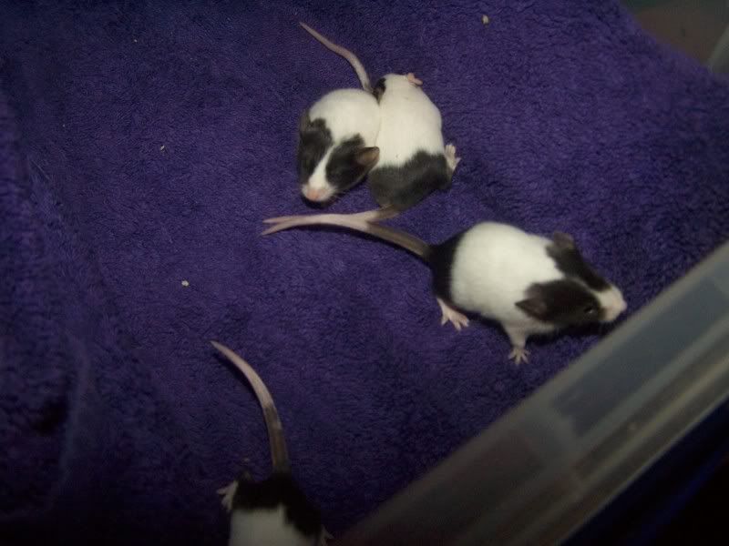 a few baby | Pet Mice Forum