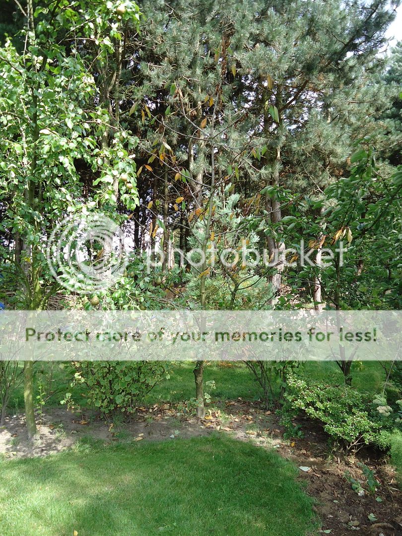 Kersen boom kaal - Struiken & Bomen - Forum - Tuinadvies