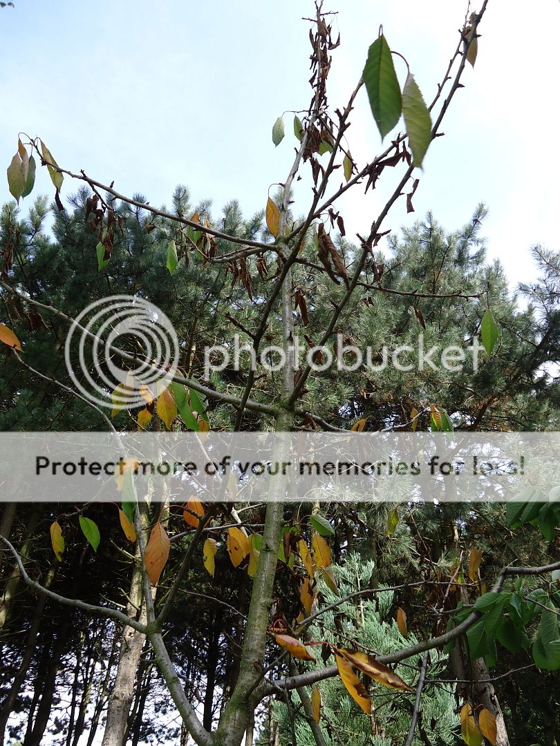 Kersen boom kaal - Struiken & Bomen - Forum - Tuinadvies