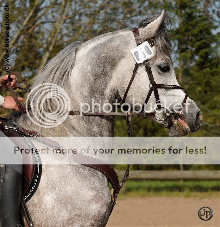 Vis din araber med trense - Opslag, billeder og video - Heste-Nettet.dk