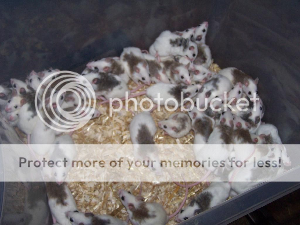 NW England - tame multimammates 180 ready swop or sale leeds | Reptile ...