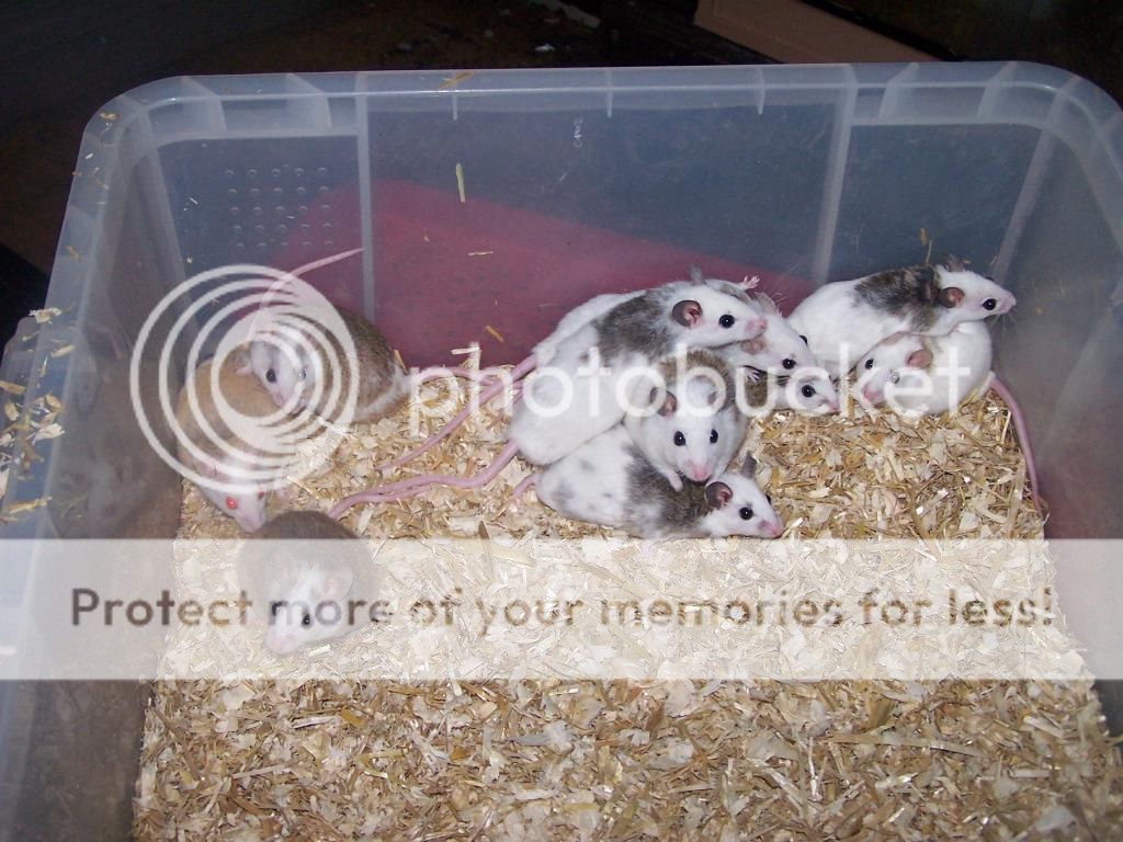 NW England - tame multimammates 180 ready swop or sale leeds | Reptile ...