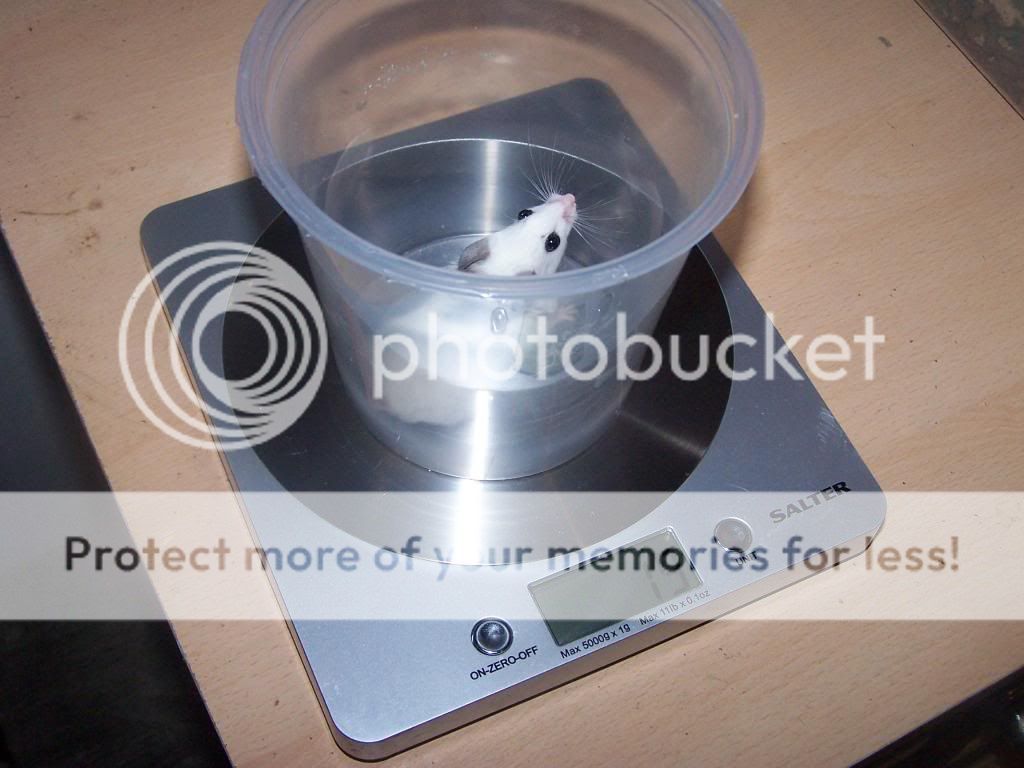 NW England - tame multimammates 180 ready swop or sale leeds | Reptile ...