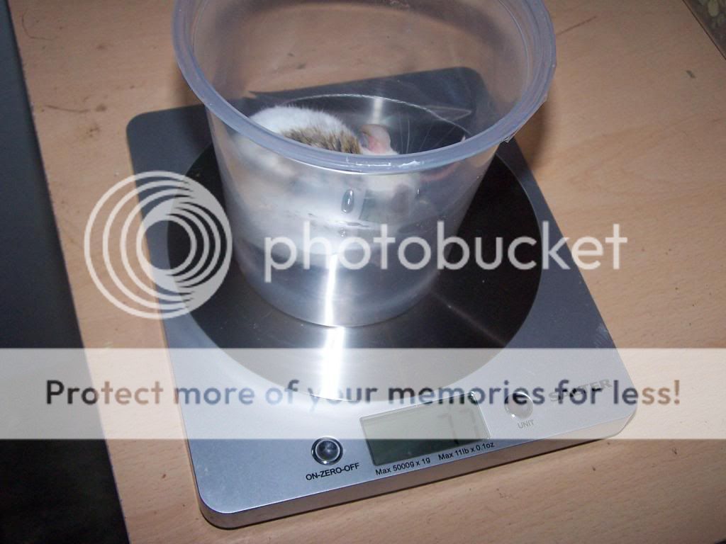 NW England - tame multimammates 180 ready swop or sale leeds | Reptile ...