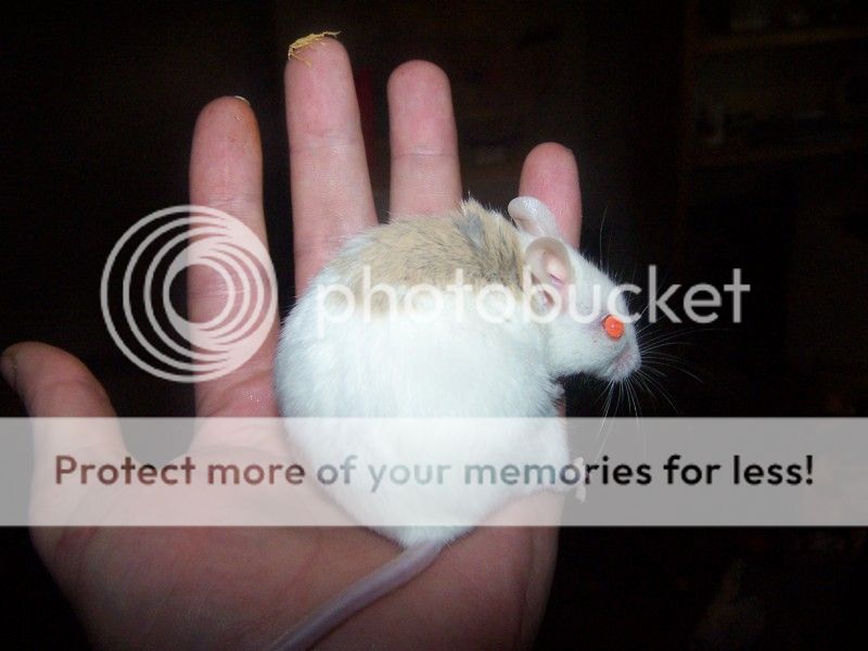 NW England - multimammates all colour and rats | Reptile Forums