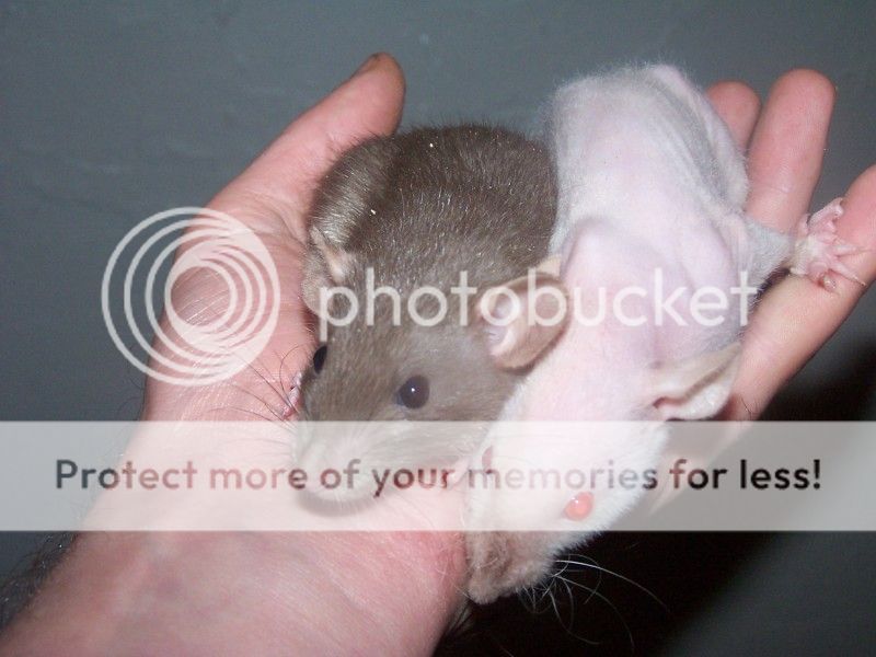 NW England - multimammates all colour and rats | Reptile Forums