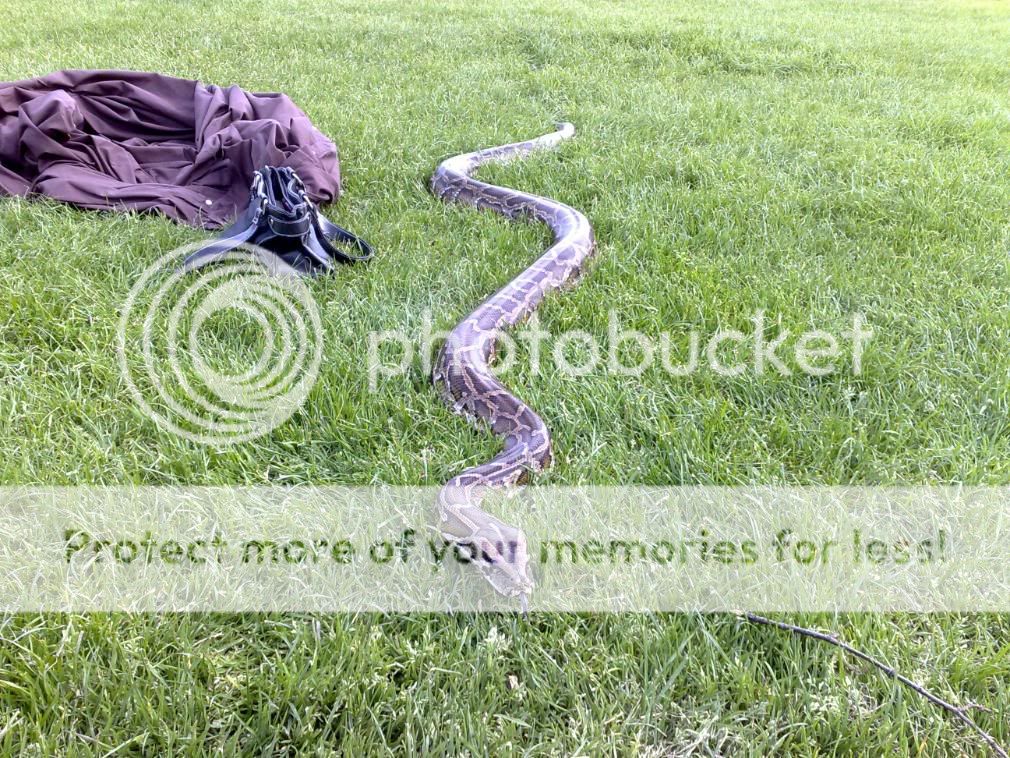 Who has a fully grown retic or burm? | Reptile Forums