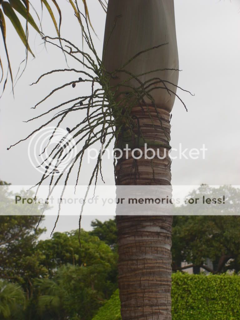 How to germinate these seeds? - DISCUSSING PALM TREES WORLDWIDE - PalmTalk