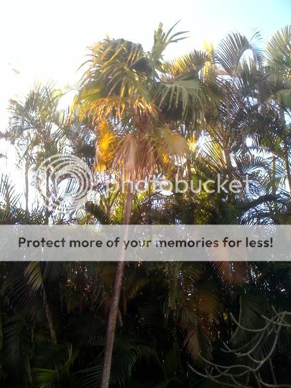 Thrinax excelsa - DISCUSSING PALM TREES WORLDWIDE - PalmTalk