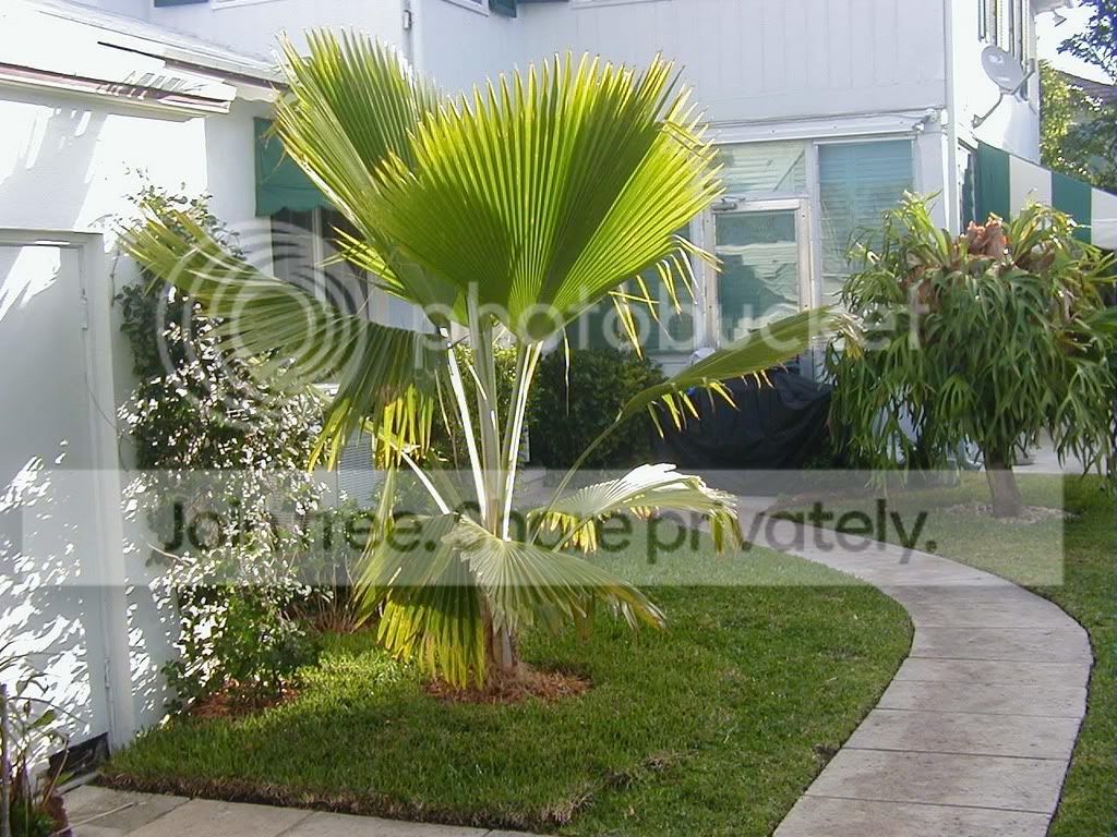 Bottles and Figis - DISCUSSING PALM TREES WORLDWIDE - PalmTalk