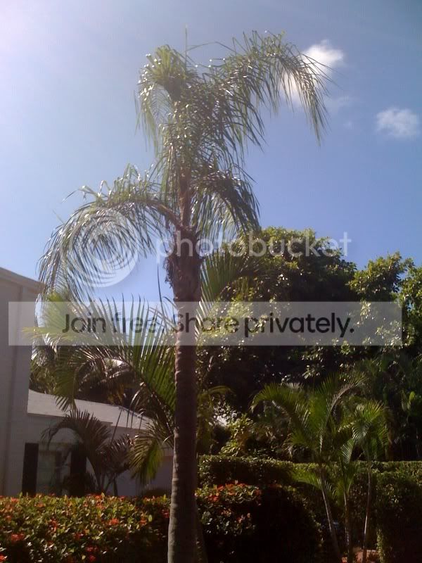Halloween Palm - DISCUSSING PALM TREES WORLDWIDE - PalmTalk