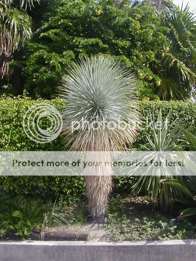 The Blue Grass Tree - TROPICAL LOOKING PLANTS - Other Than Palms - PalmTalk